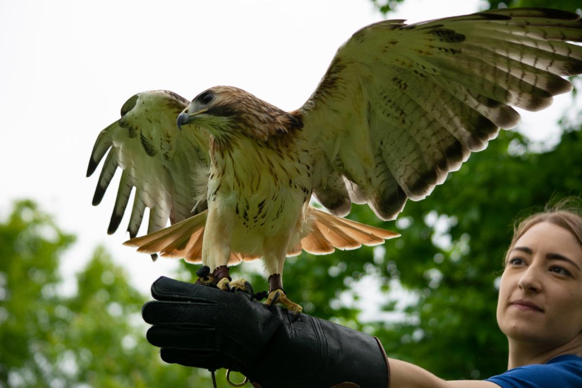Lake Erie Metropark 2022 Hawkfest | All Outdoors Update