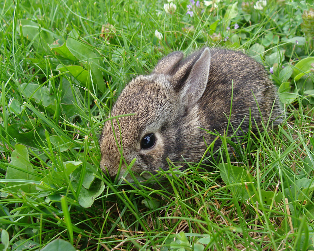 Michigan DNR list of wildlife rehabilitators | All Outdoors Update