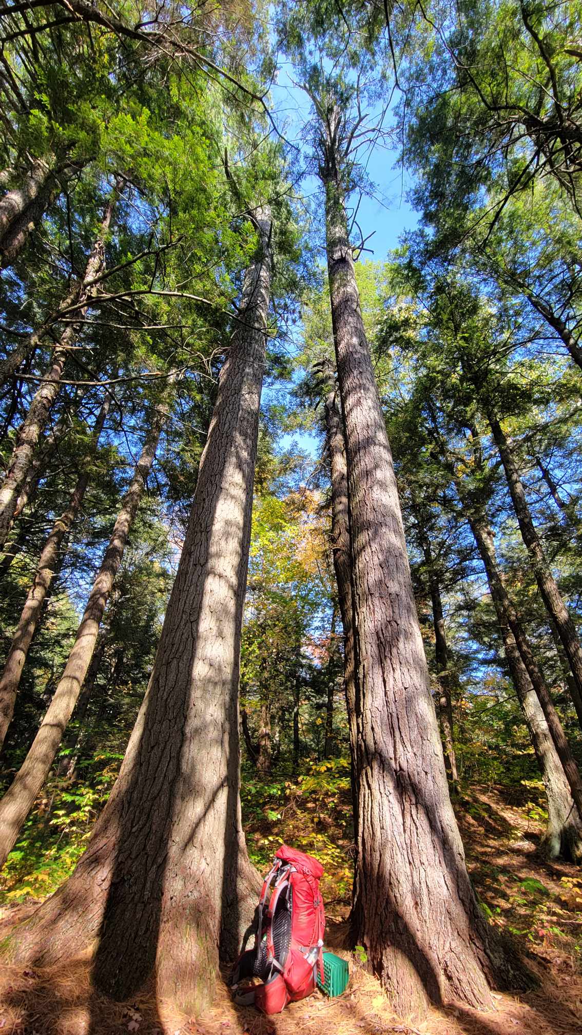 updated map showing old growth forests in Michigan | All Outdoors Update
